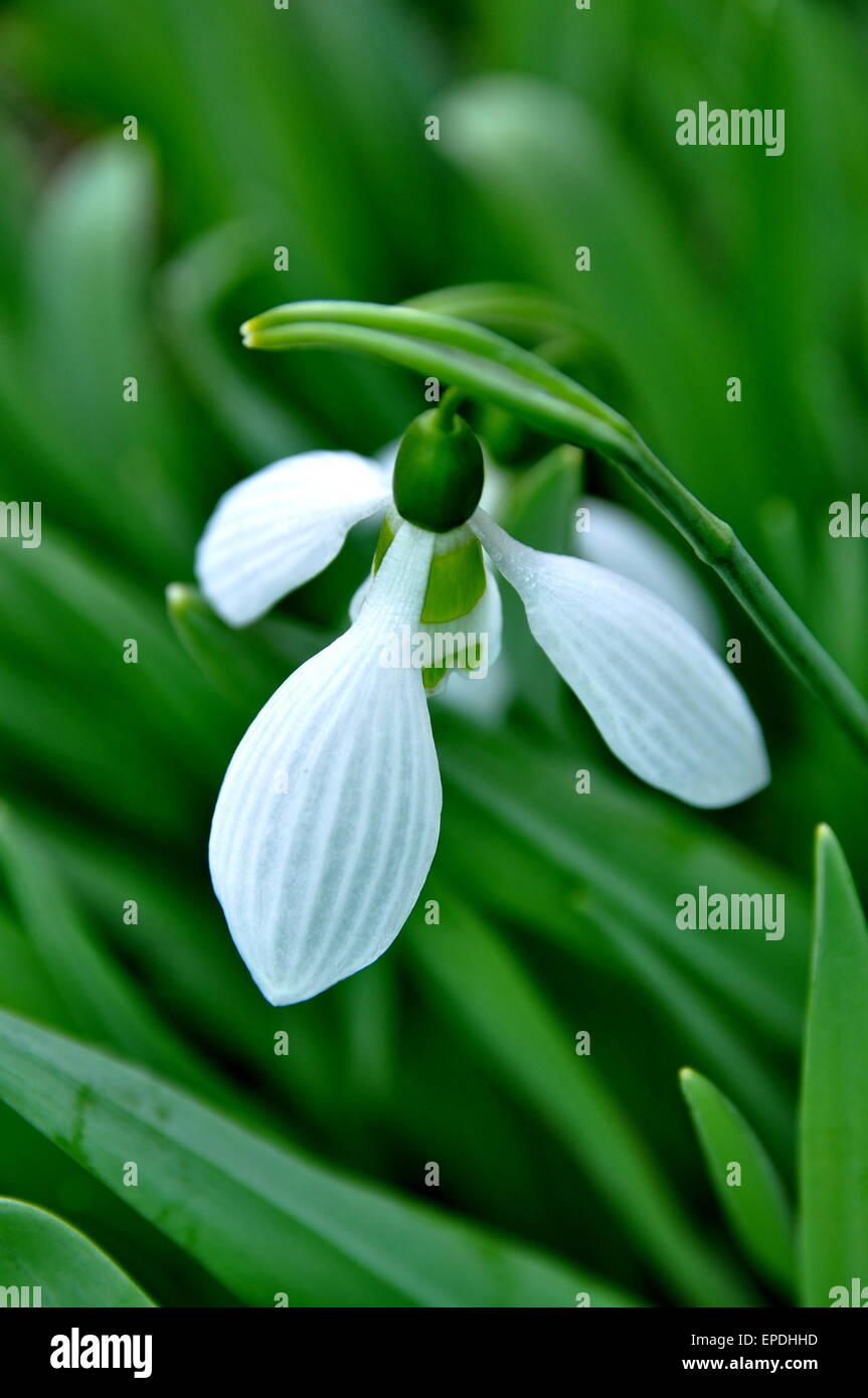 Snowdrop with green leaves Stock Photo - Alamy