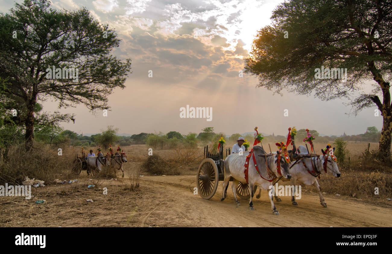 Traditional ox carts during sunset in Bagan, Myanmar Stock Photo - Alamy