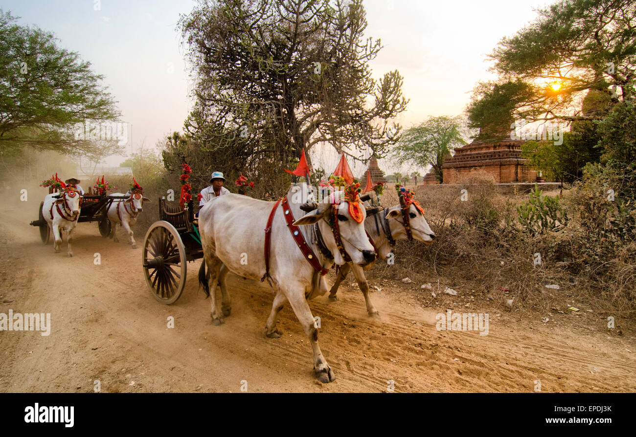 A traditional ox cart with driver in Bagan, Myanmar Stock Photo - Alamy