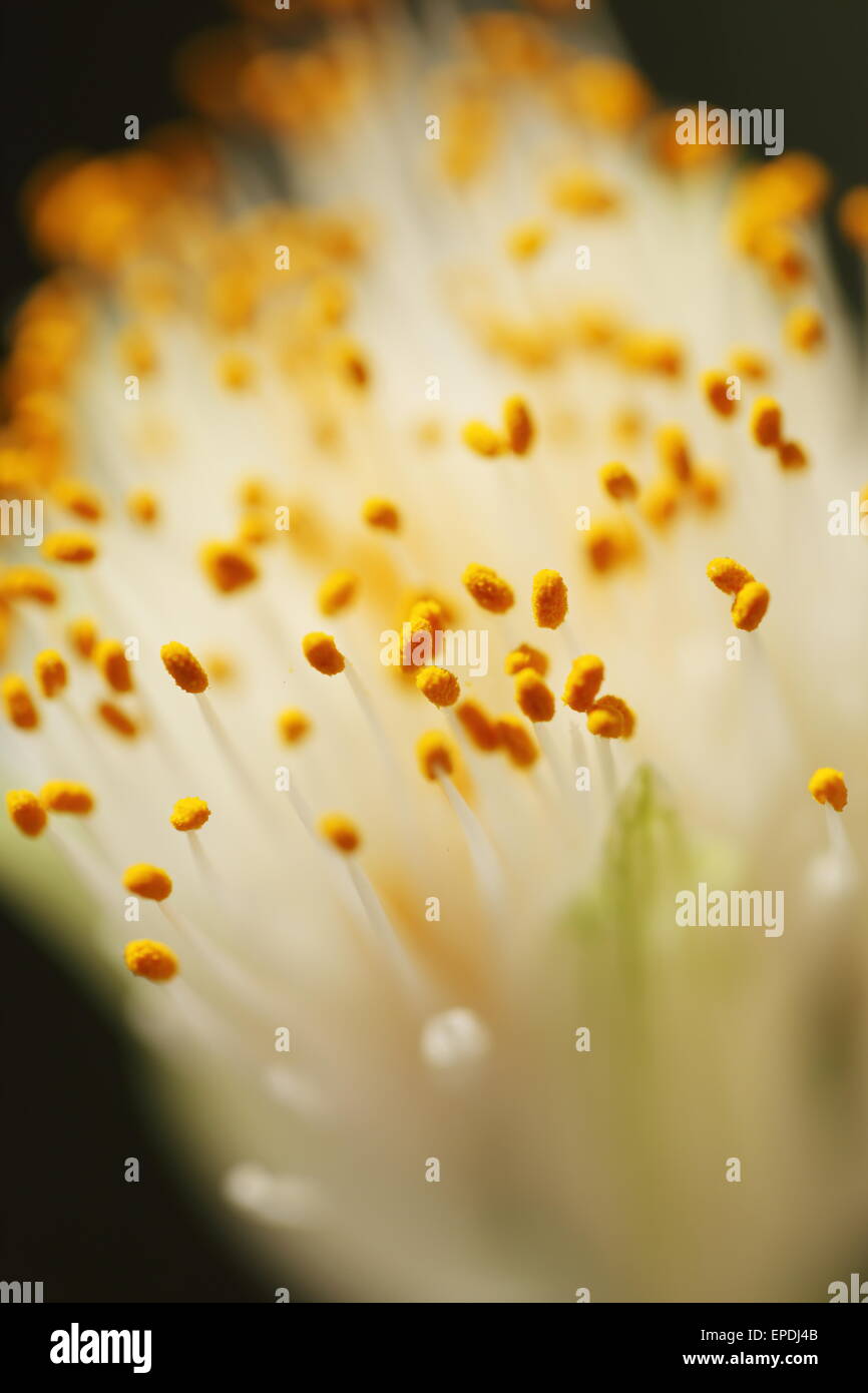 Bulbous Head Stock Photos & Bulbous Head Stock Images - Alamy