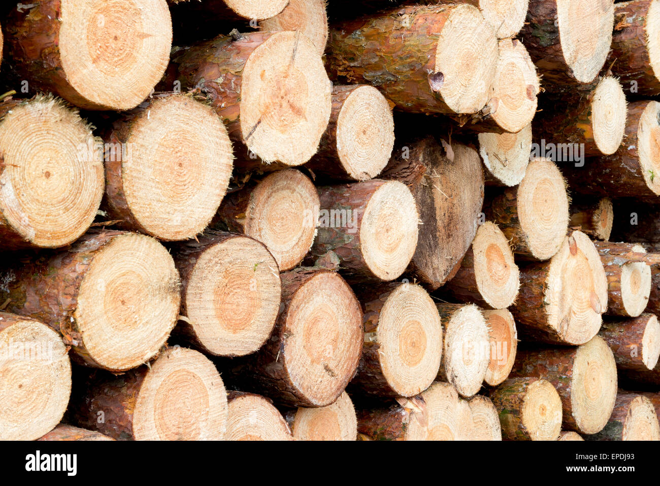 Stacked tree wood logs background Stock Photo - Alamy