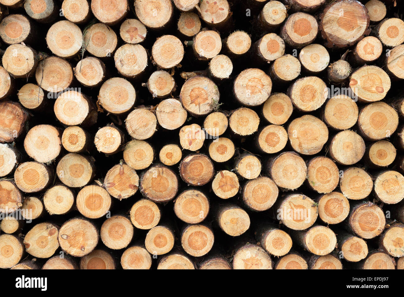 Stacked tree wood logs background Stock Photo - Alamy
