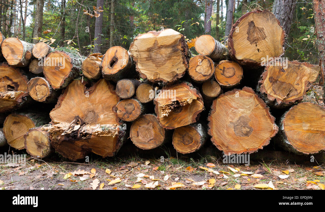Stacked tree wood logs background Stock Photo - Alamy