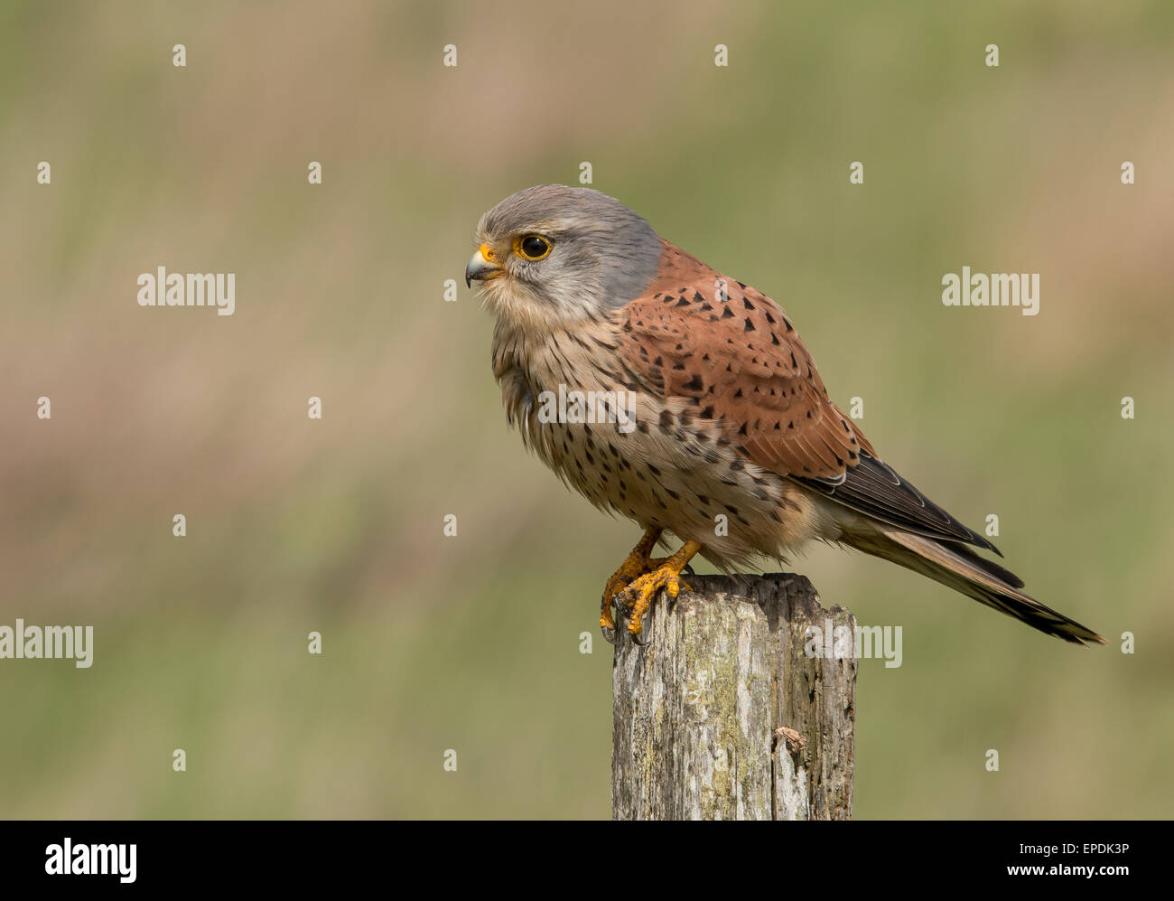 Kestrel scotland hi-res stock photography and images - Alamy