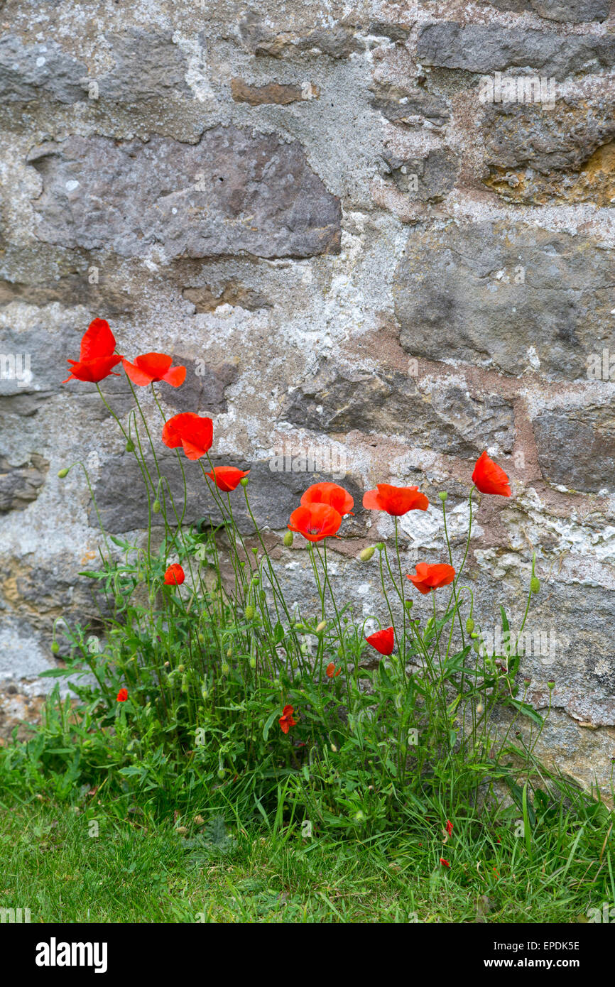 UK, England, Yorkshire. Red Poppies, Bolton Castle Stock Photo - Alamy