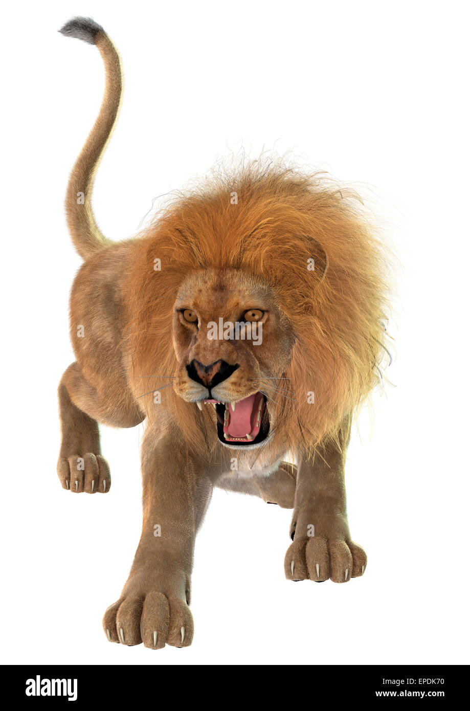 Male Lion Roaring Full Body