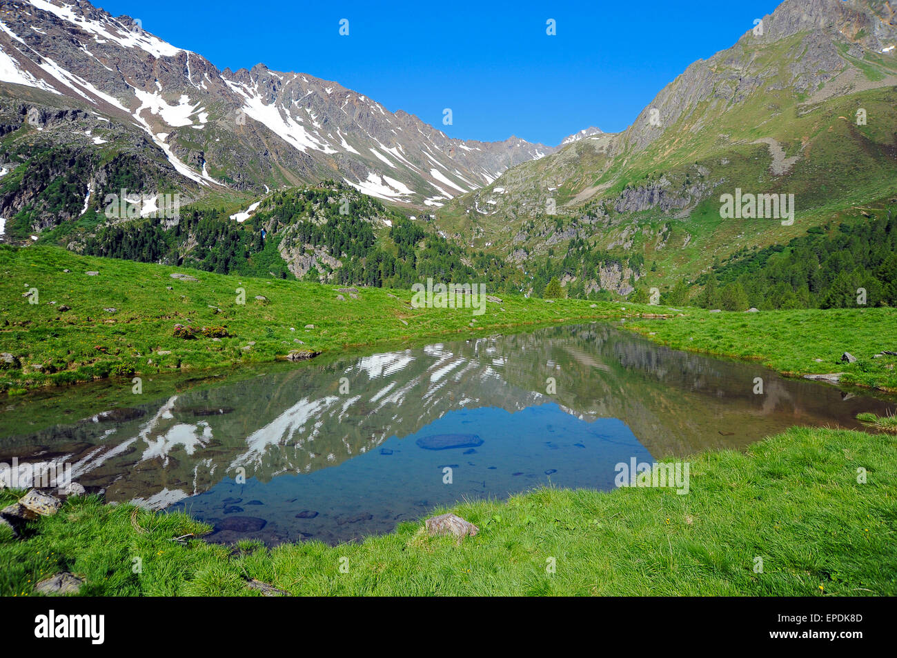 Italy Trentino Stelvio national Park, Paludei Malga Val di Pejo Stock ...