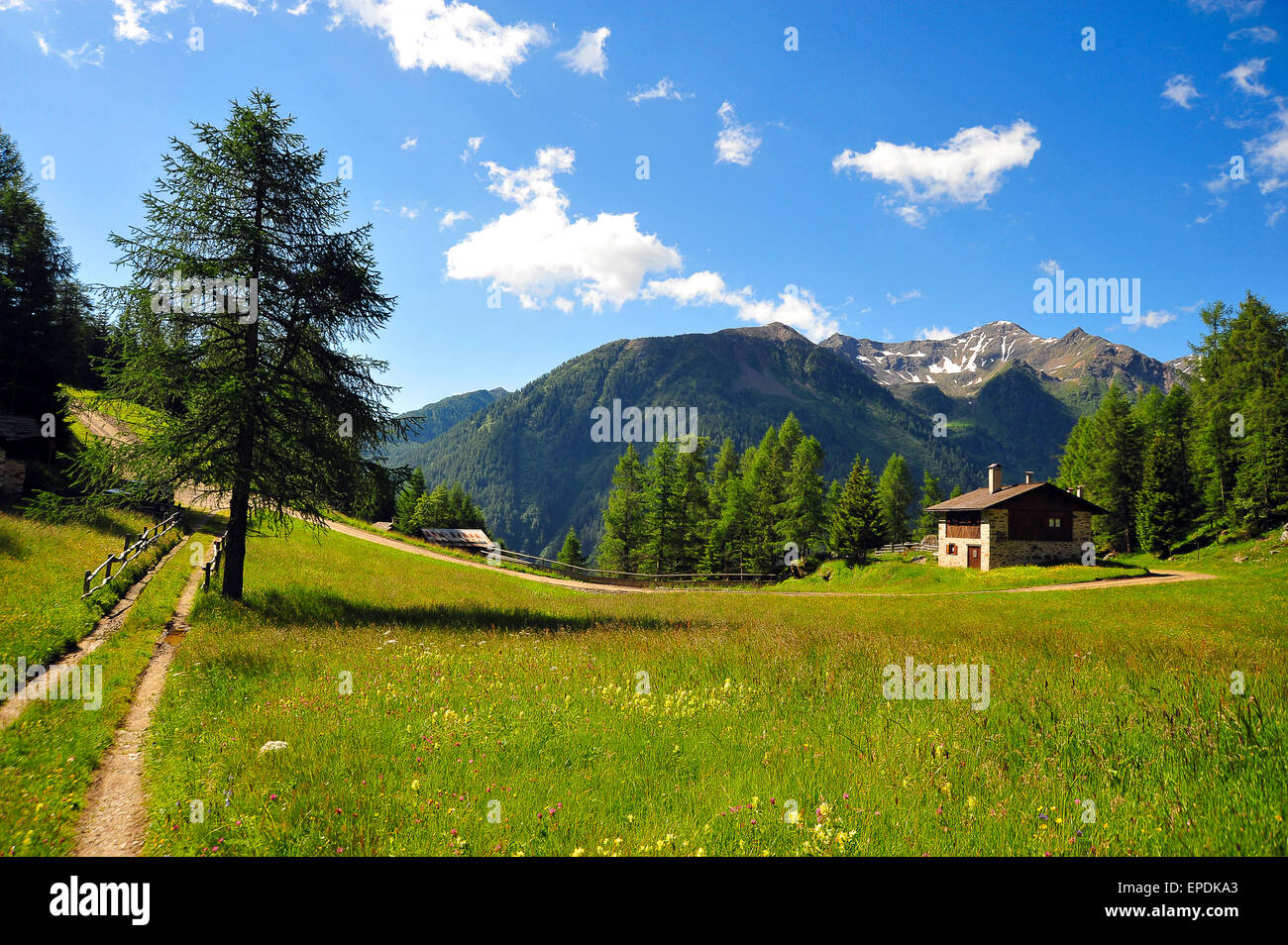 Italy Trentino Stelvio national Park Pejo, Covel's Plane Stock Photo ...