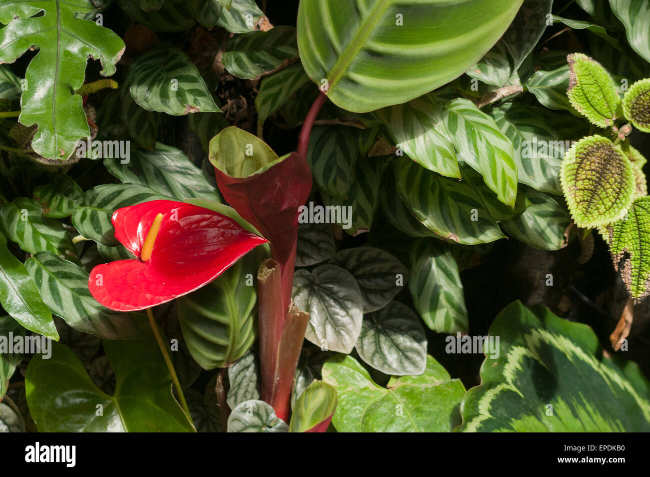 Red Calla lily Stock Photo - Alamy