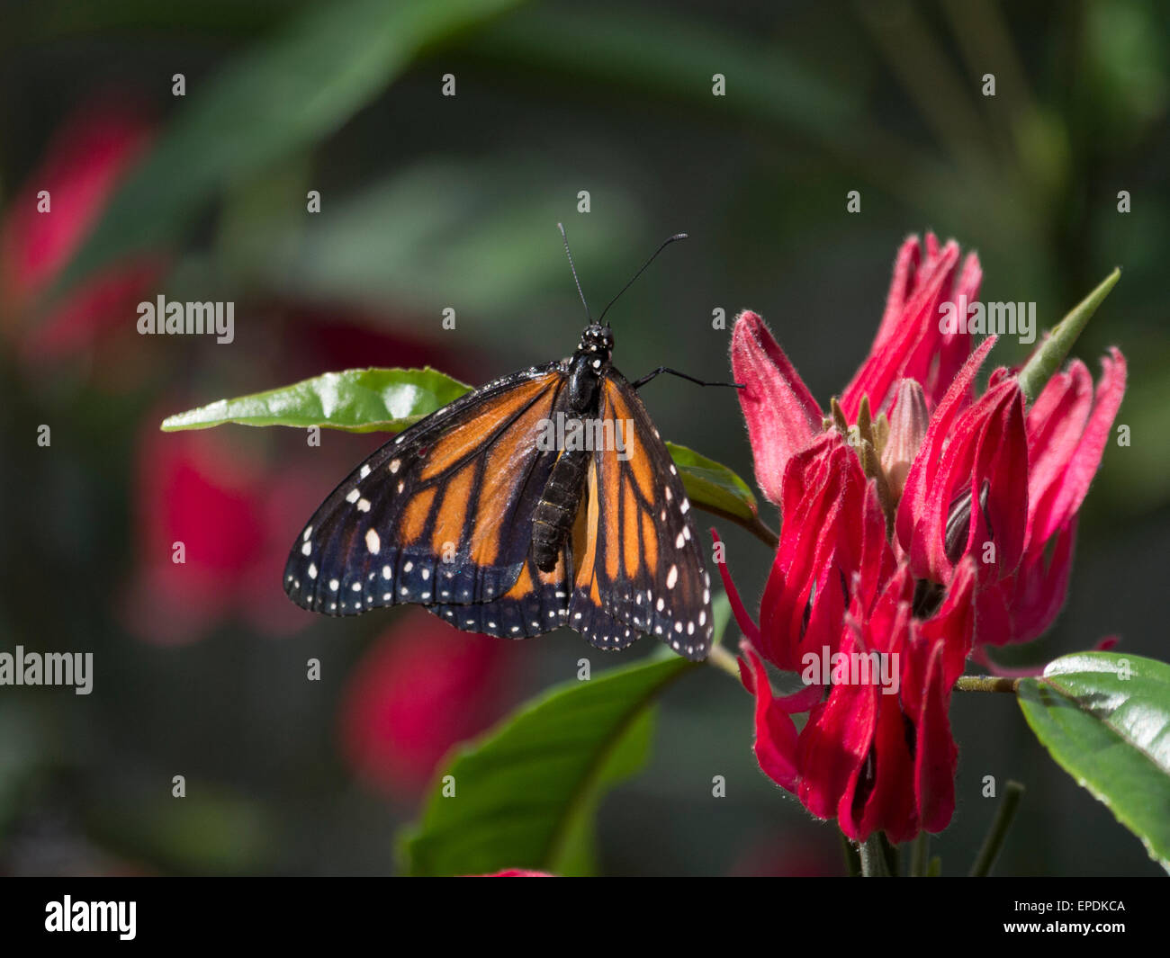 Butterfly on flower Stock Photo - Alamy