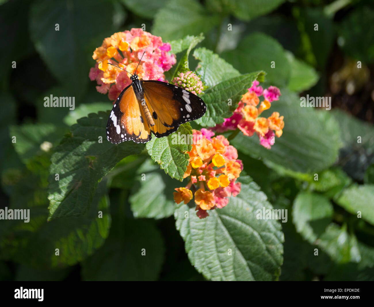 Butterfly on a flower Stock Photo - Alamy