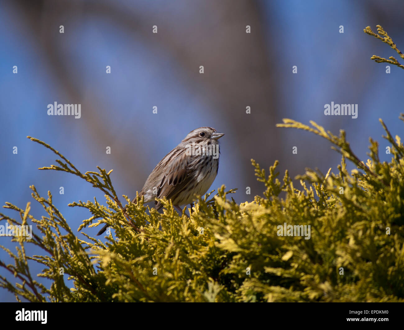 Bird on cedar Stock Photo - Alamy