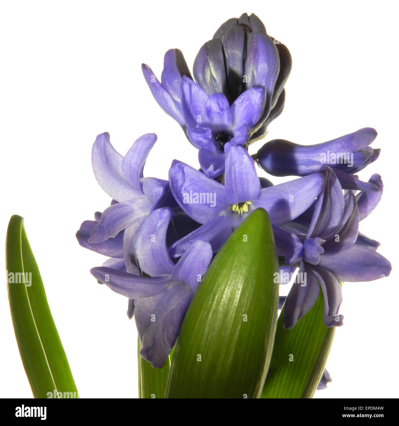 Purple hyacinth blossoms hi-res stock photography and images - Alamy
