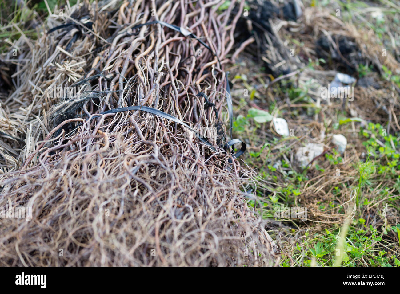 Bundle of sticks hi-res stock photography and images - Alamy
