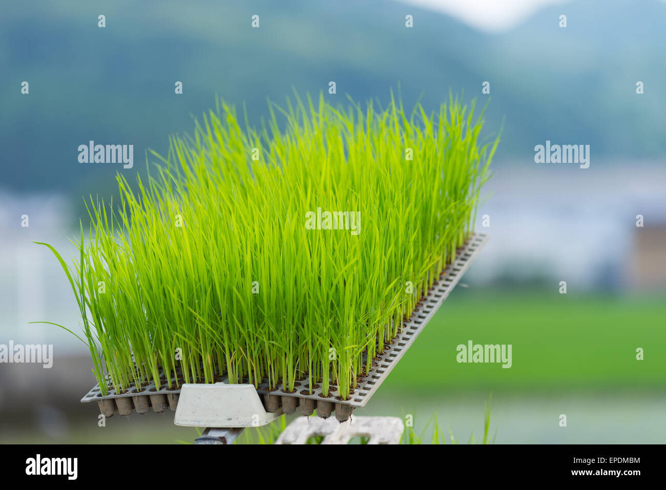 A tray of small rice seedlings with rice fields and mountains in the ...