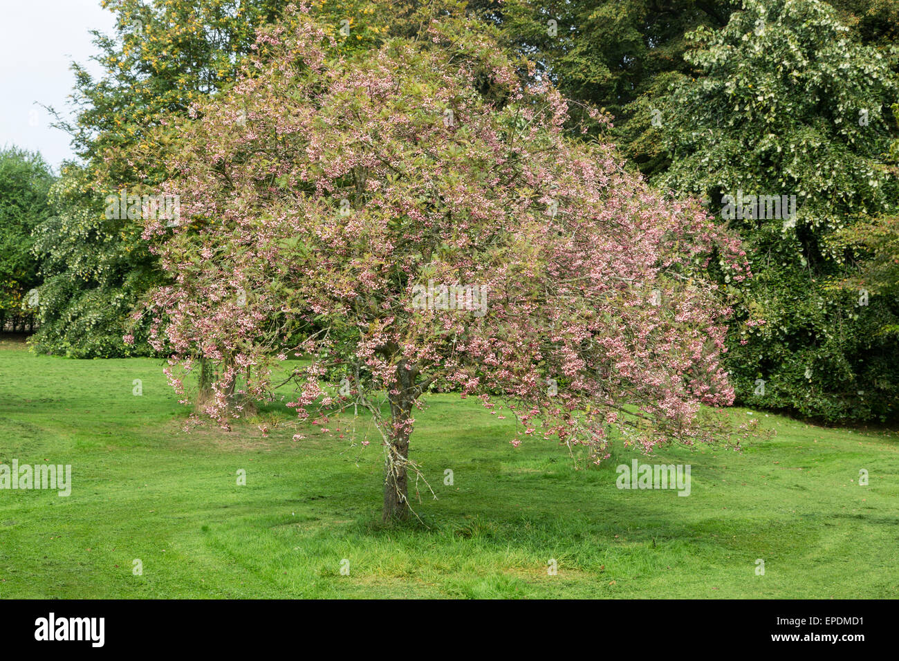 UK, England, Yorkshire. Sorbus Vilmorinii, Vilmorin's Rowan, or ...