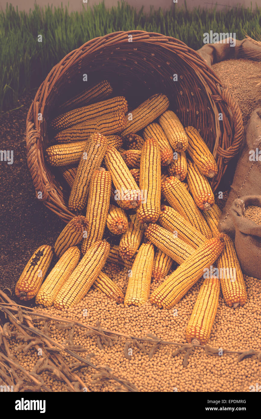 Harvested Corn in Basket, Vintage Retro Toned Agricultural Image Stock ...