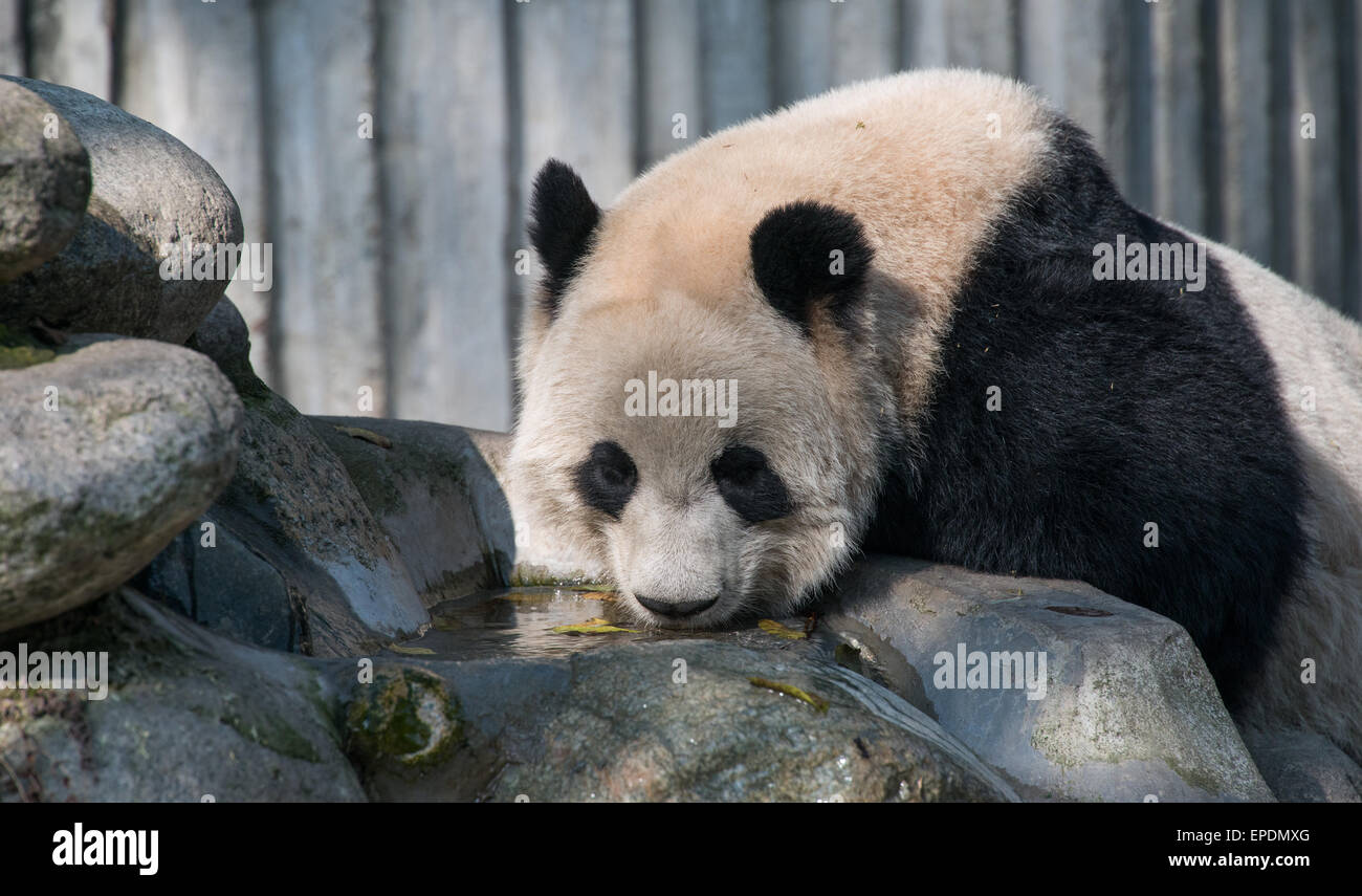 Giant panda outdoors hi-res stock photography and images - Alamy