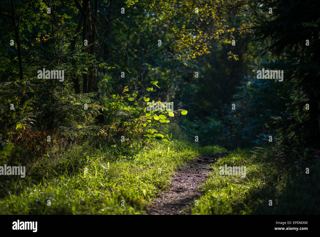 Walk path in forest Stock Photo - Alamy