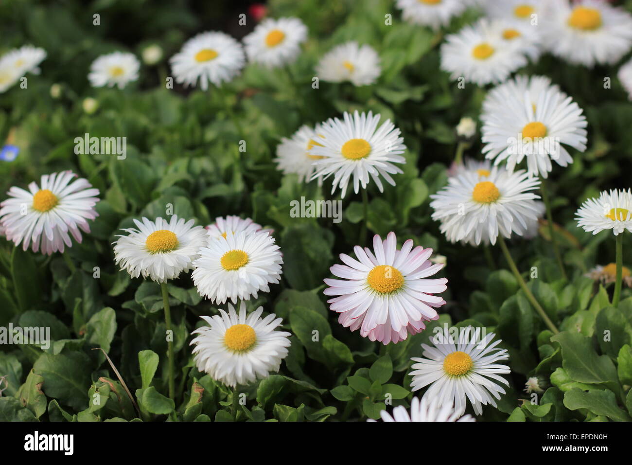Romania flowers hi-res stock photography and images - Alamy