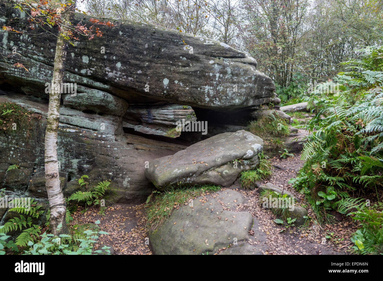 UK, England, Yorkshire. Brimham Rocks, a National Trust Location Stock ...
