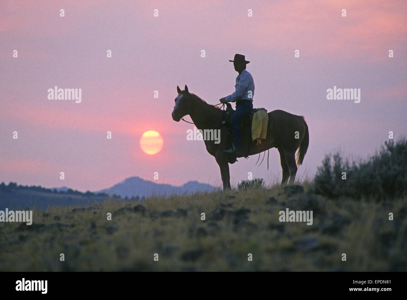 A cowboy at sunset on a cattle drive in southwestern New Mexico Stock ...