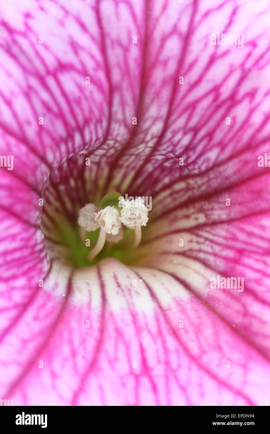 Macro of a Pentunia Stock Photo - Alamy