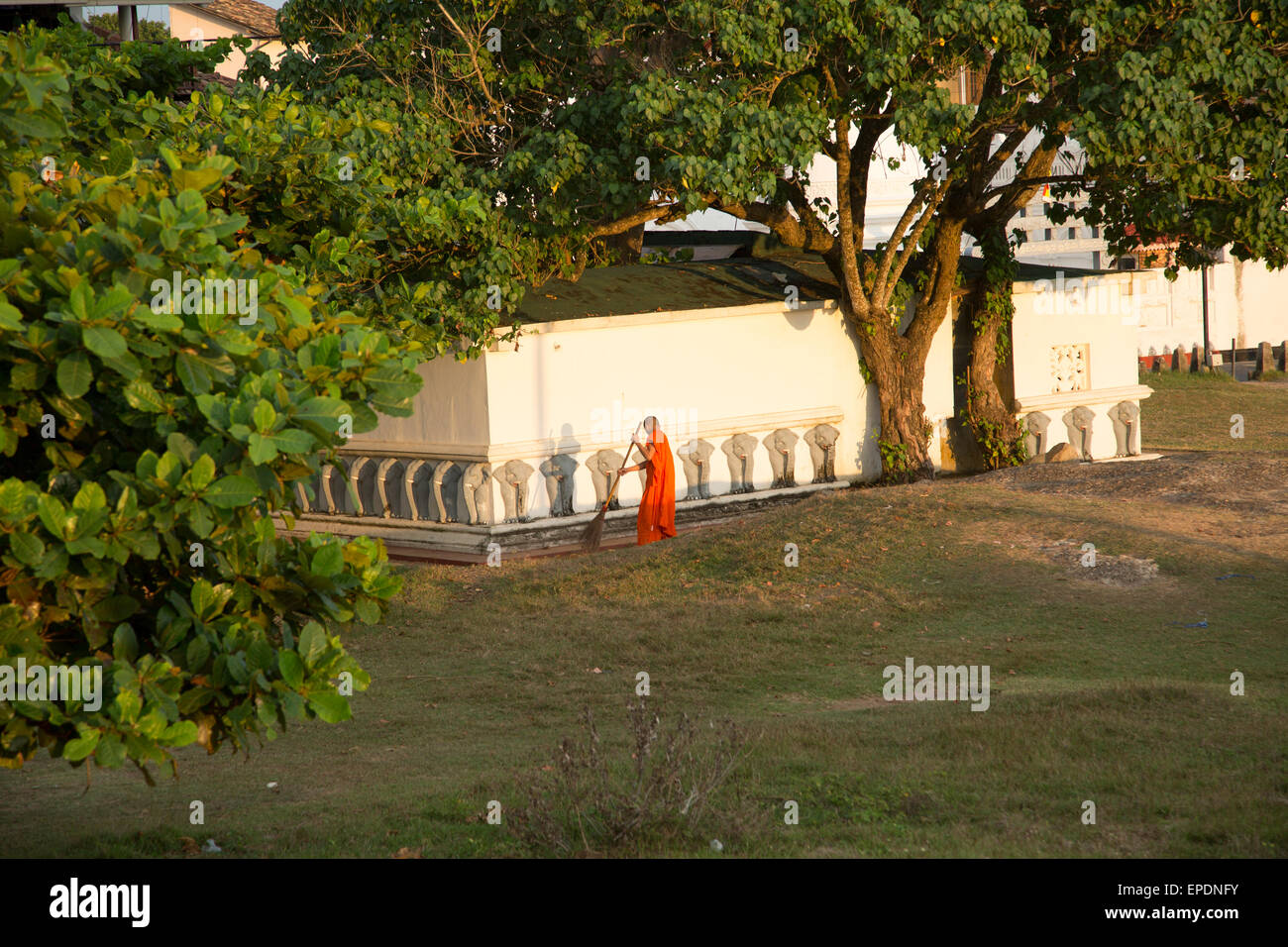 Buddhist monk sweeping temple grounds in the historic town of Galle ...