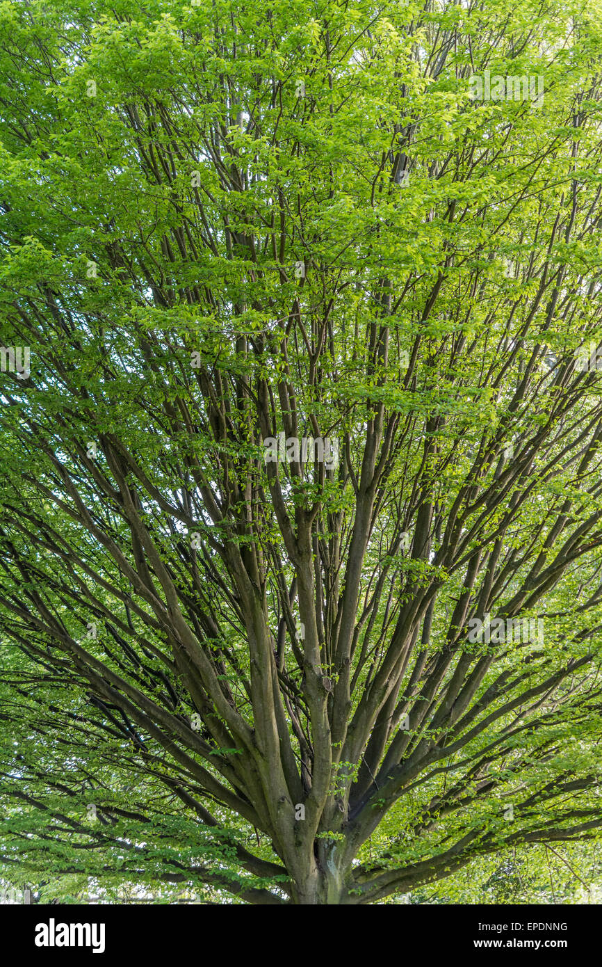 A growing tree Stock Photo - Alamy