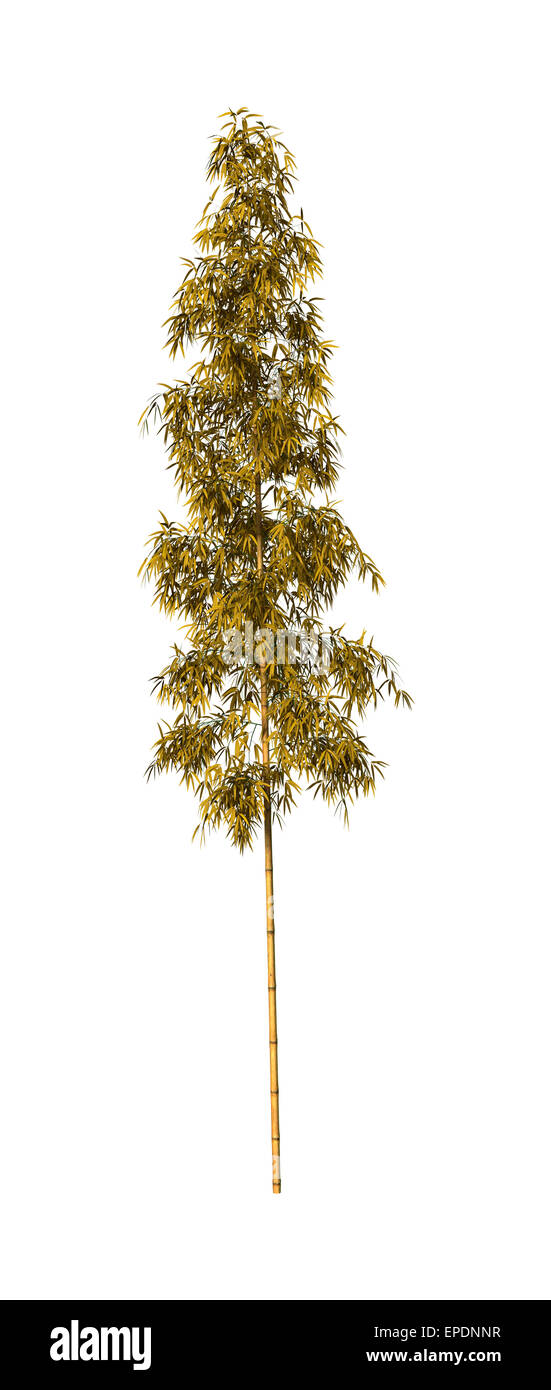 3D digital render of a bamboo tree isolated on white background Stock ...