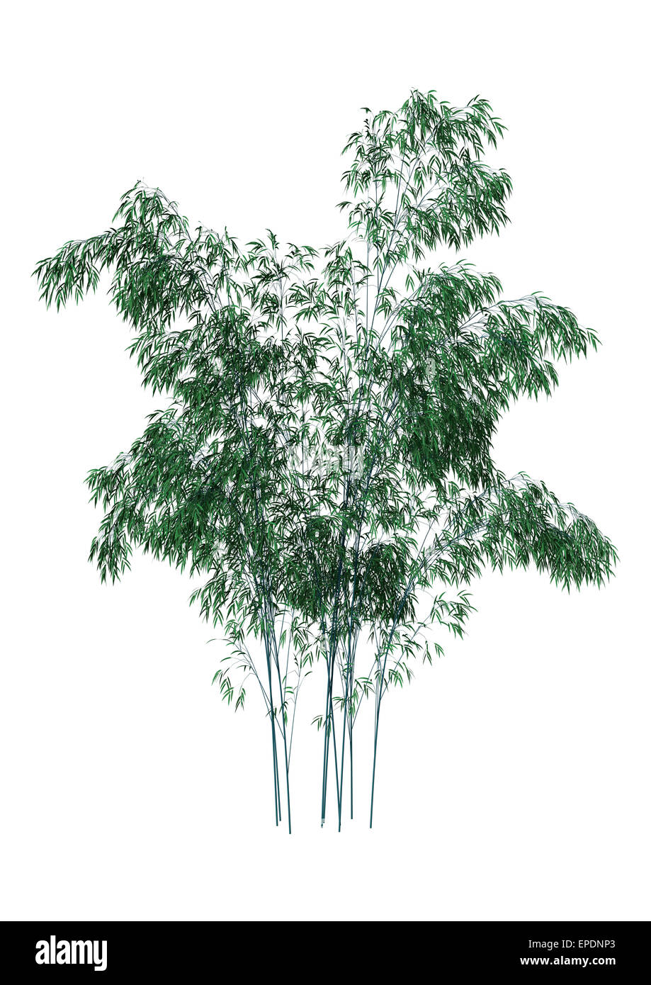 3D digital render of greeen bamboo trees isolated on white background ...