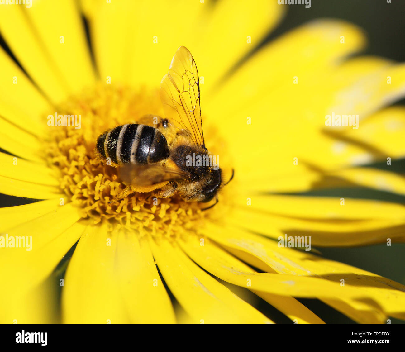 Bumblebee on a daisy hi-res stock photography and images - Alamy