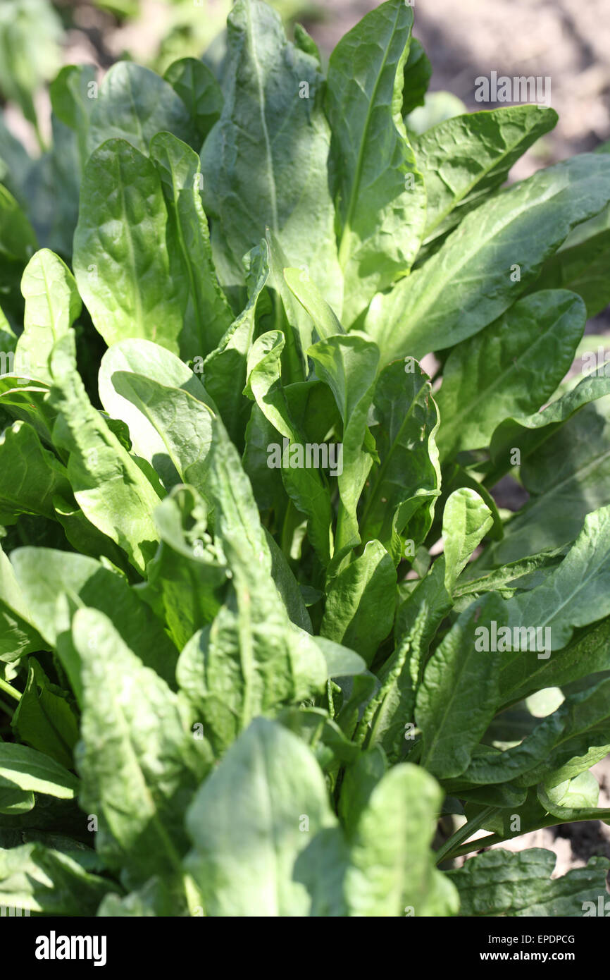 Sorrel color hi-res stock photography and images - Alamy