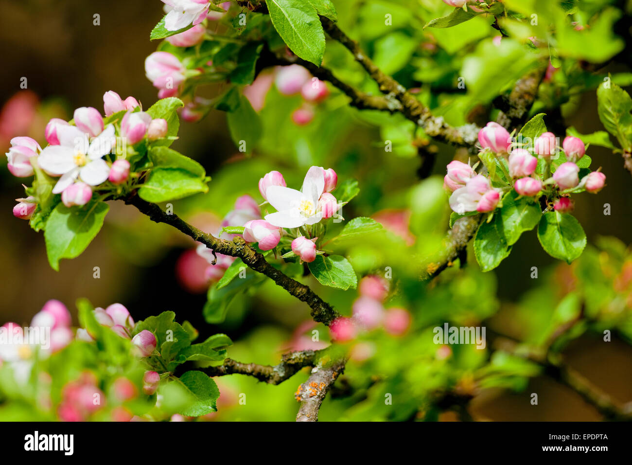 Apple Tree in Blossom at Springtime Stock Photo - Alamy