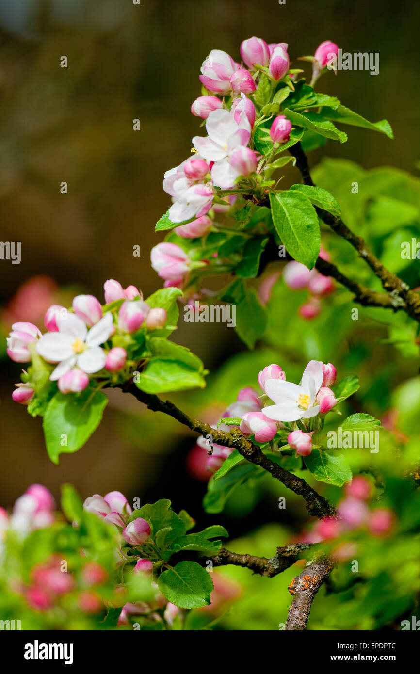 Apple Tree in Blossom at Springtime Stock Photo - Alamy