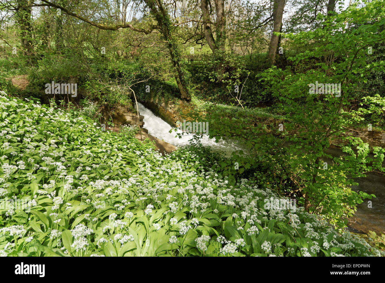 Slape manor netherbury hi-res stock photography and images - Alamy