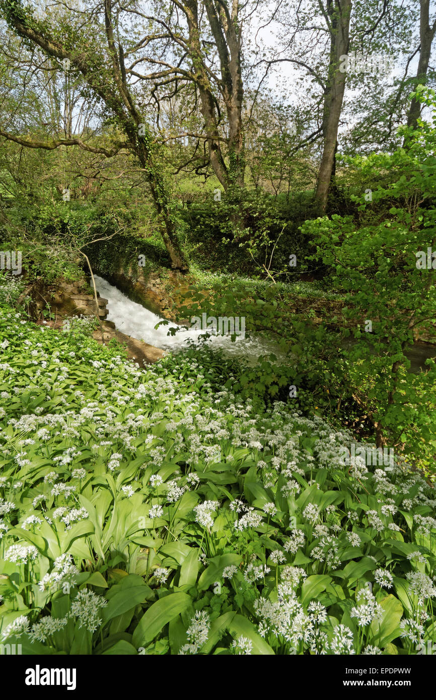 Slape manor netherbury hi-res stock photography and images - Alamy
