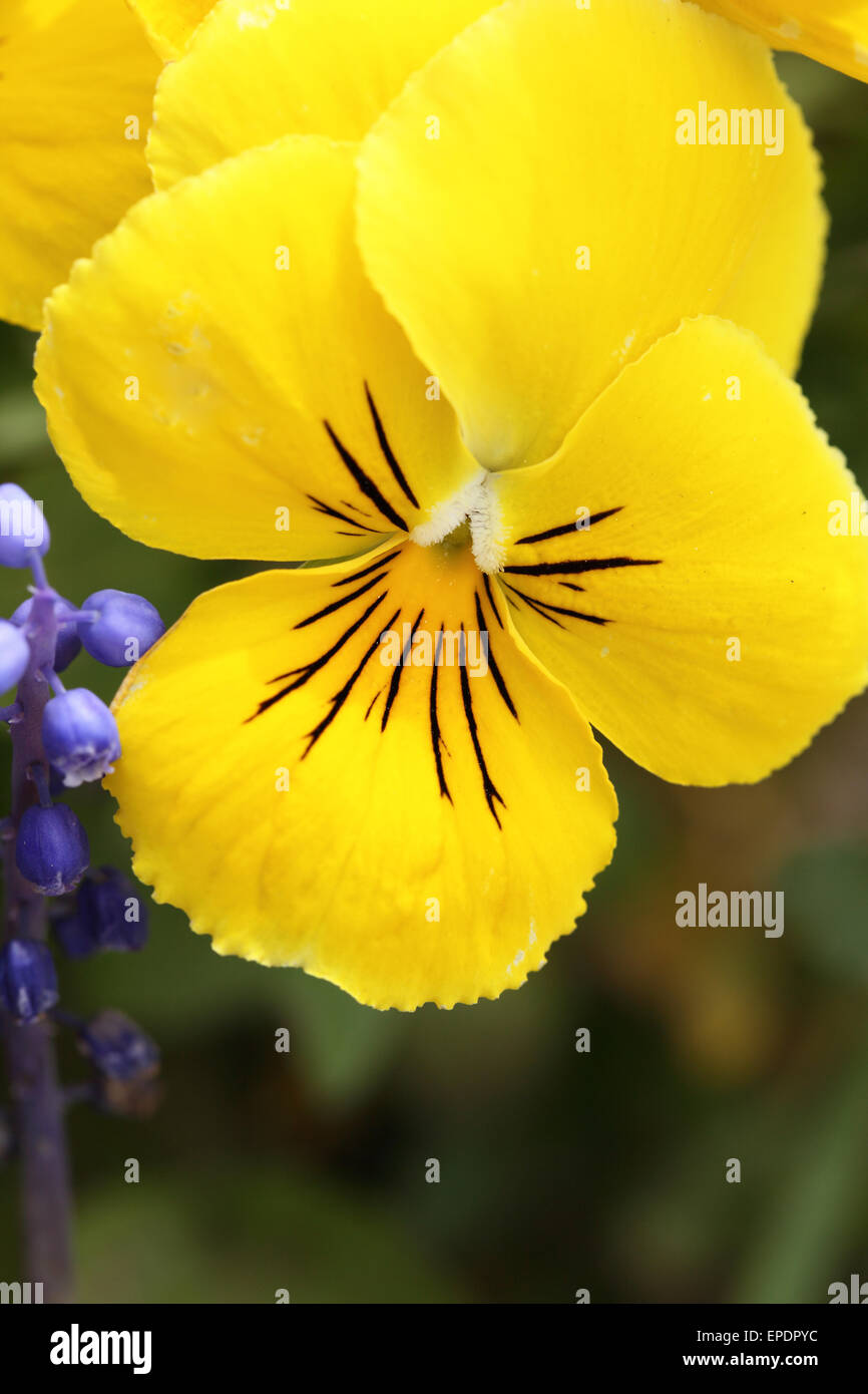 flower yellow violet close up Stock Photo - Alamy