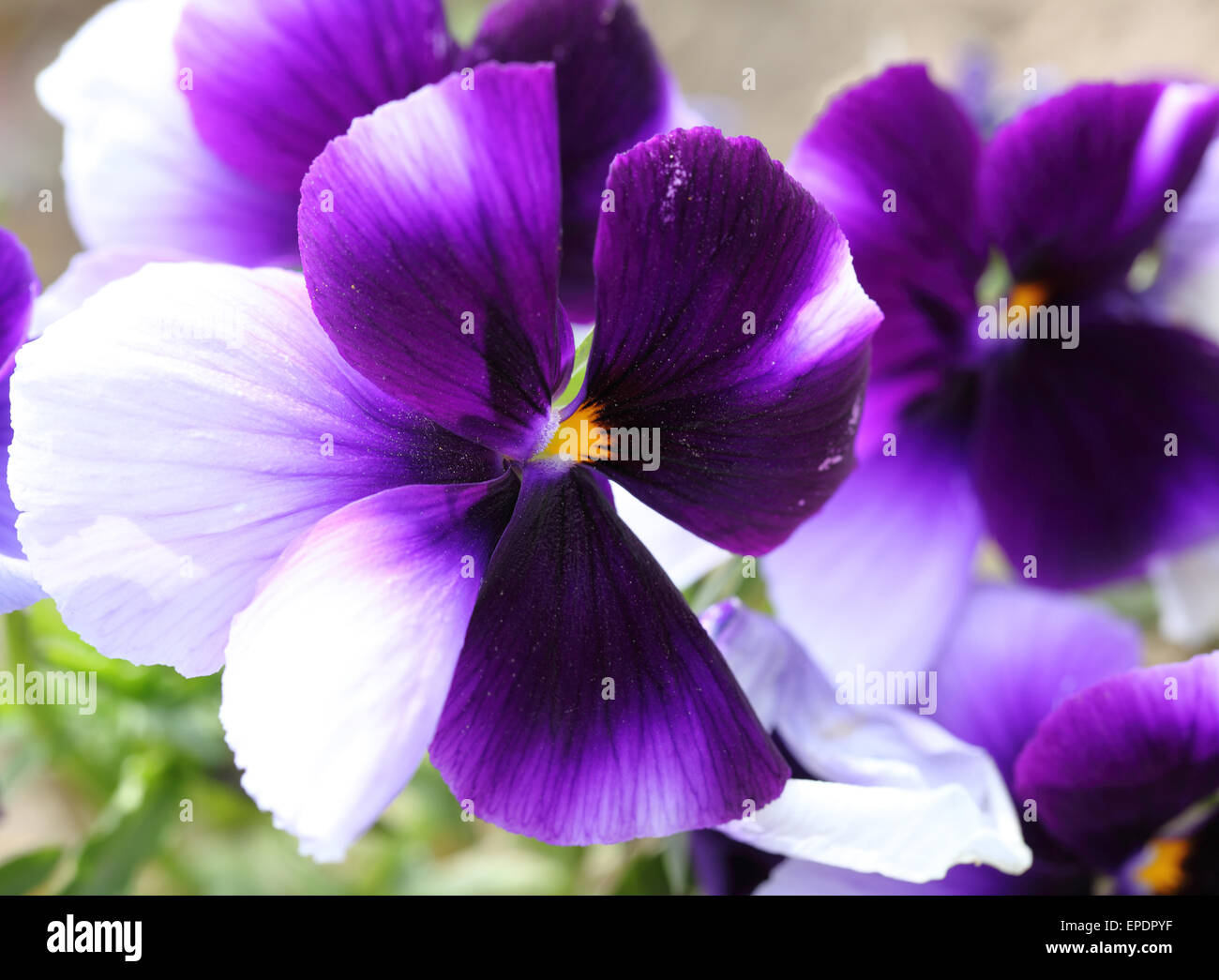 Beautiful violet flower close up. Pansies Stock Photo - Alamy