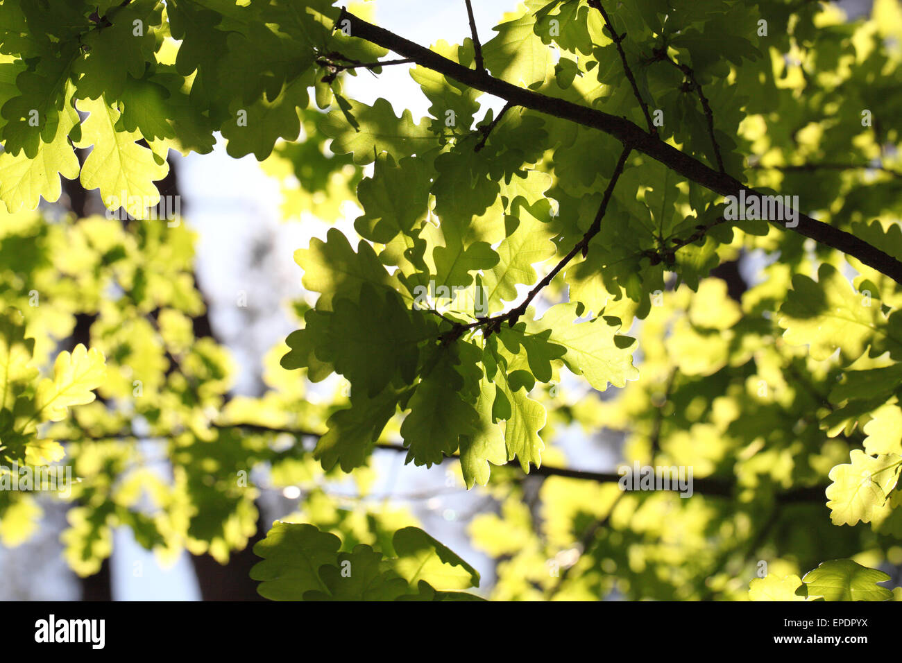 Oak leaves close-up. The sun streaming through the leaves Stock Photo ...