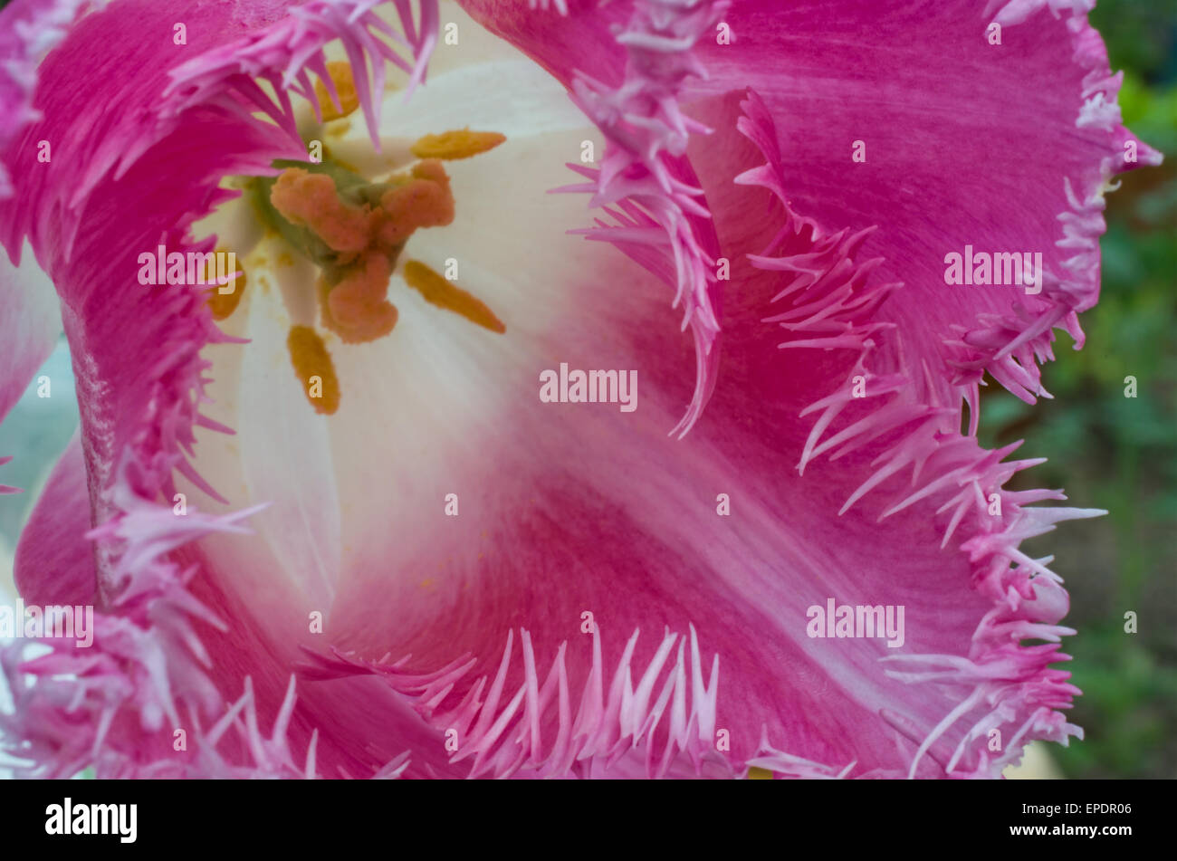 fringed pink tulip 'Fancy Frills ' Stock Photo - Alamy