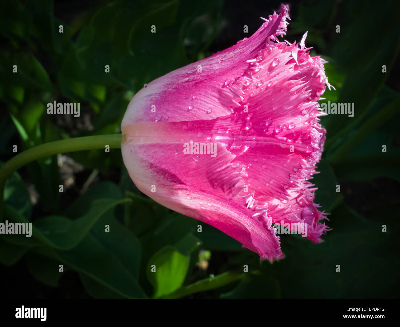Tulip fancy frills hi-res stock photography and images - Alamy