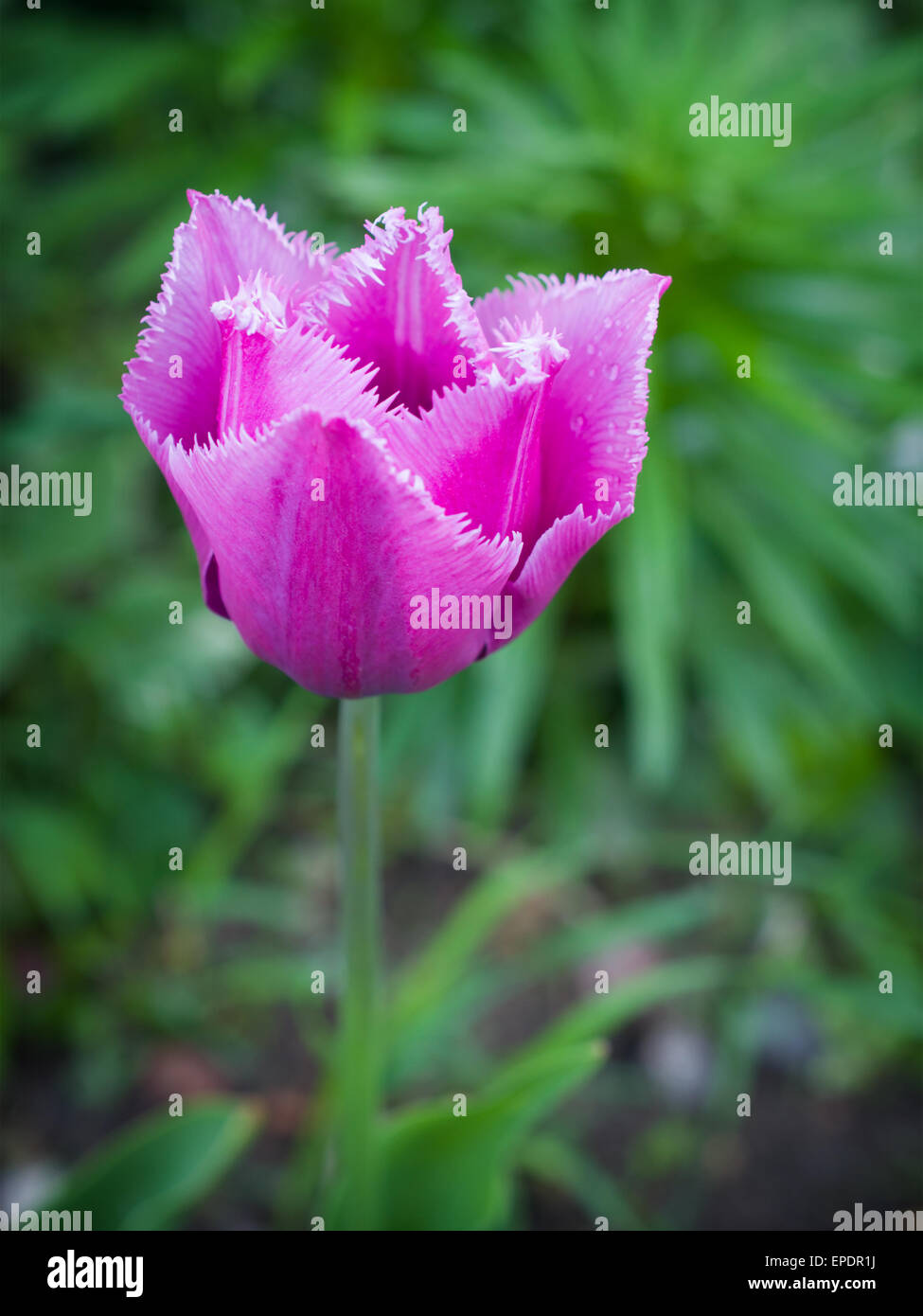 Tulip fringe flower hi-res stock photography and images - Alamy