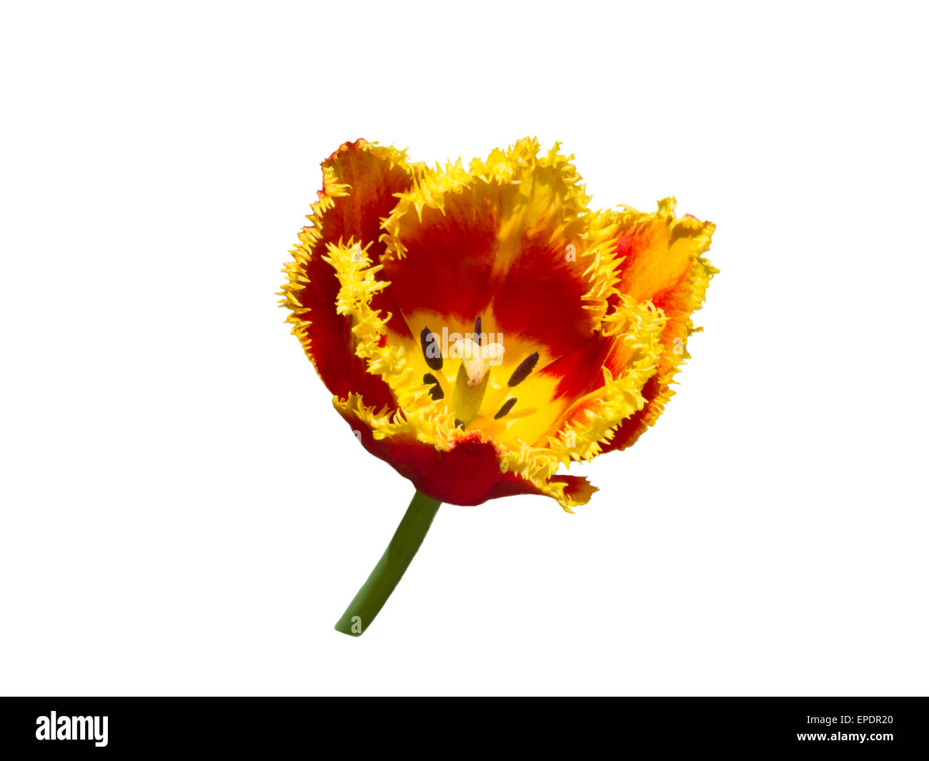 Single yellow tulip flower Cut Out Stock Images & Pictures - Alamy