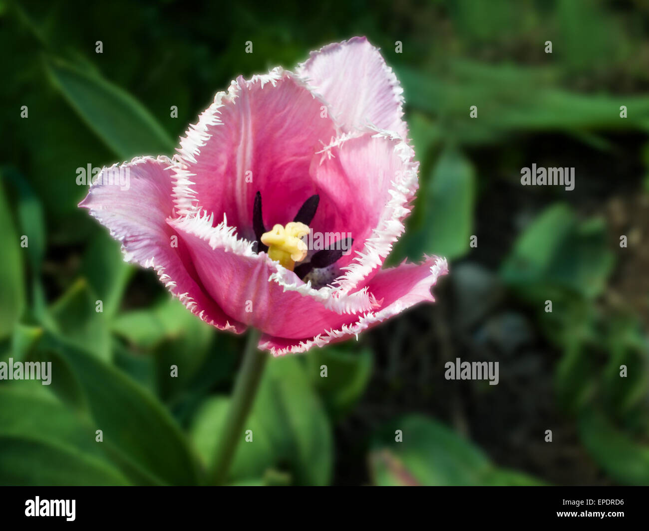 Tulip fringe flower hi-res stock photography and images - Alamy