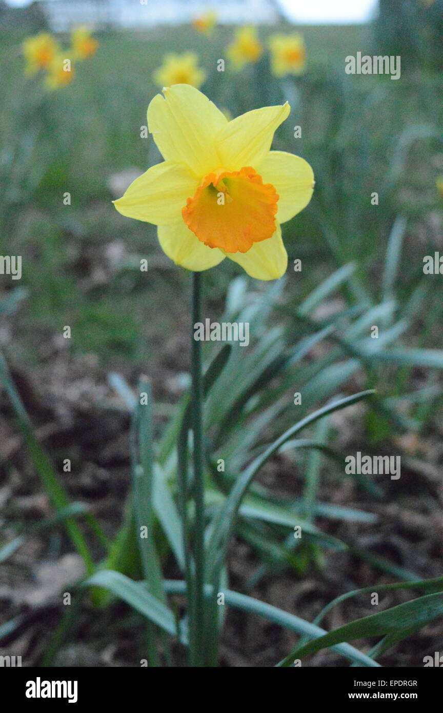 Single Wild Daffodil Stock Photo - Alamy