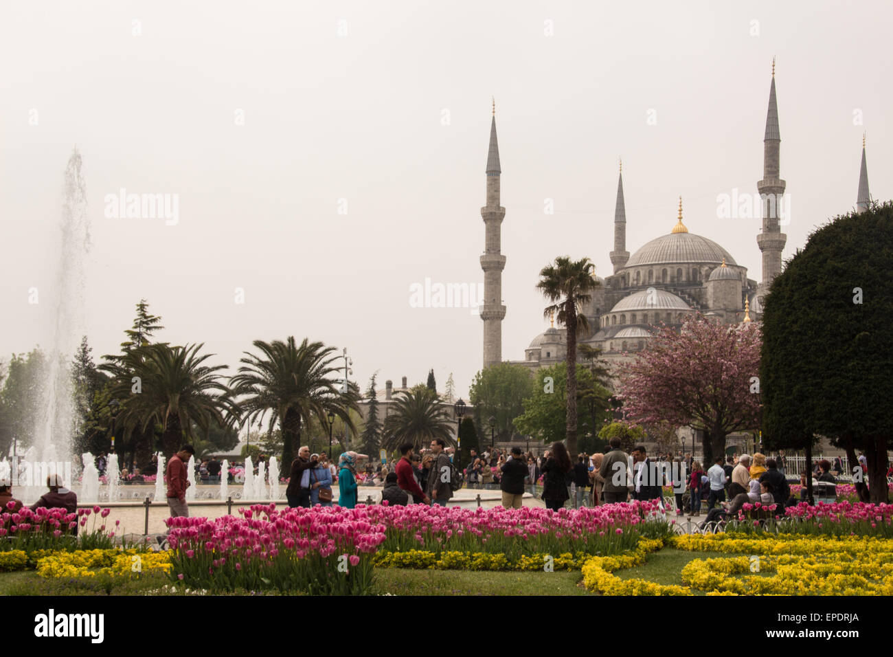 The Blue Mosque rises up behind the many tulips in Sultanahmet Park ...