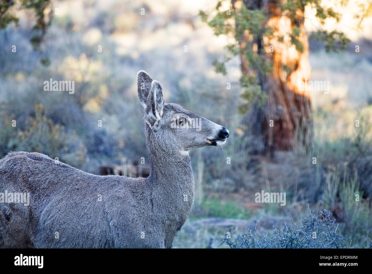 Mule deer female doe searching for browse in early spring in a juniper ...