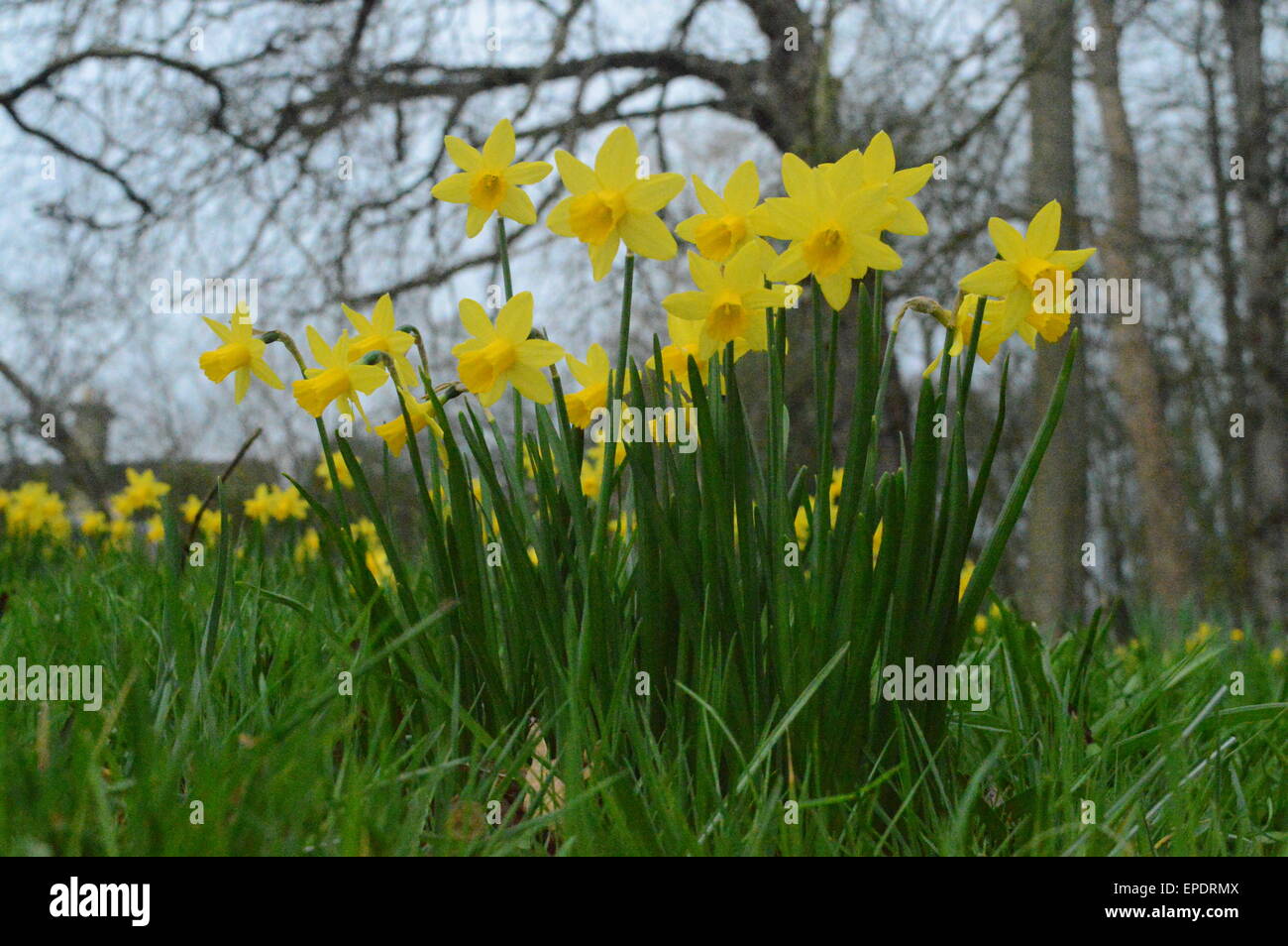 Miniature daffodils hi-res stock photography and images - Alamy