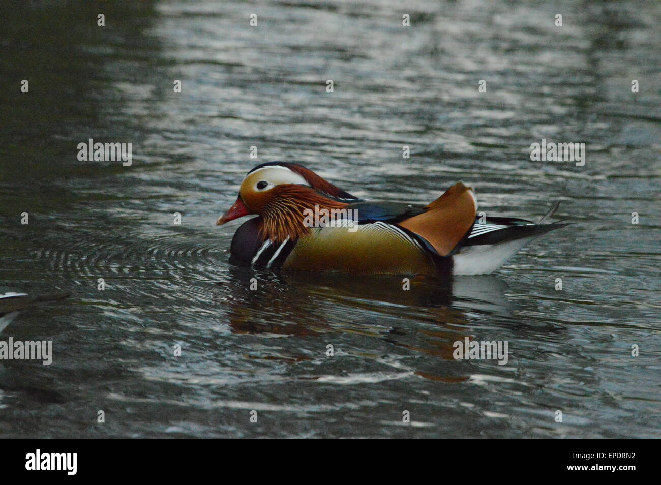 Mandarin duck swimming hi-res stock photography and images - Alamy